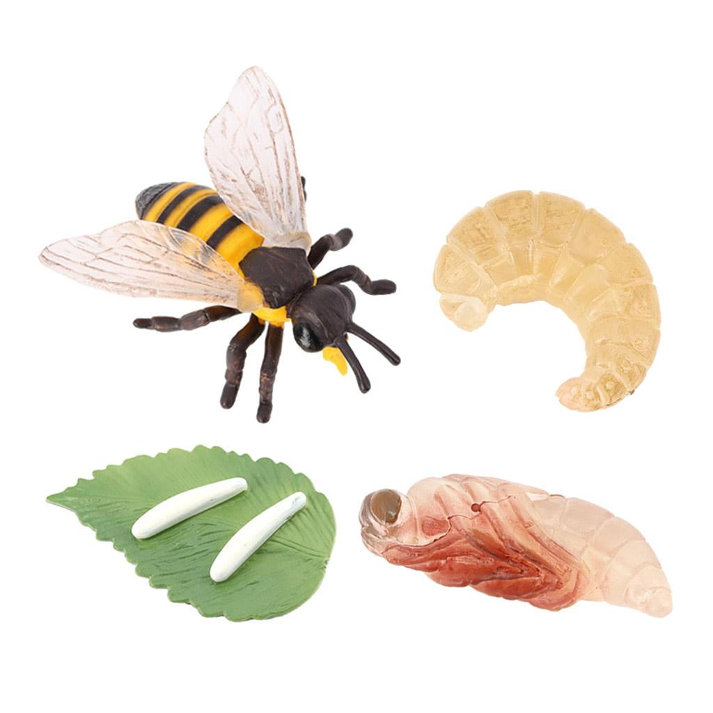 Figuras de insectos y ciclo de vida para educación | Lider