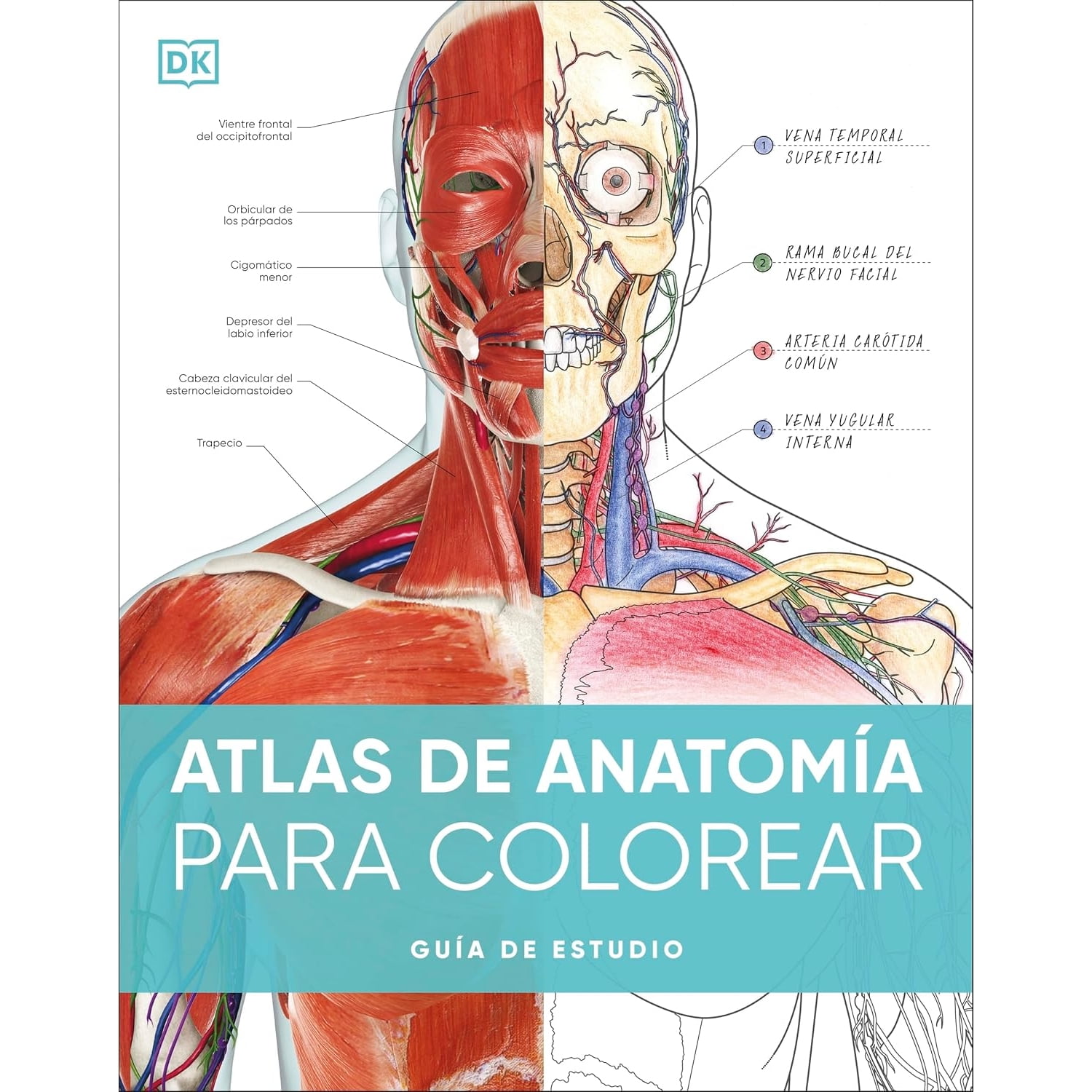 Atlas De Anatomia Para Colorear | Lider