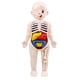 Torso Humano Cuerpo Modelo Anatomía órganos Internos Anatómicos ...