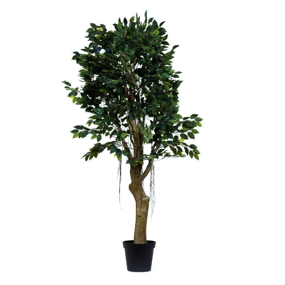 FICUS 190 cm | Lider