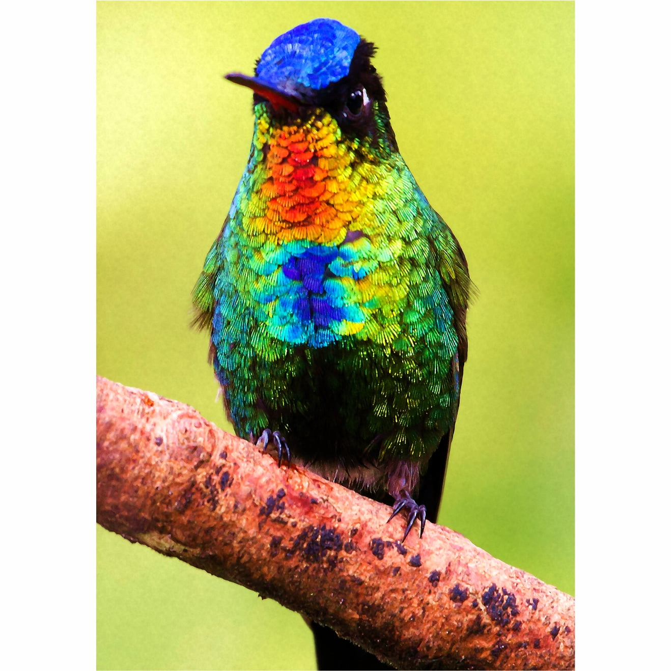 Cuadros Decorativo Moderno Colibrí Garganta de Fuego | Lider