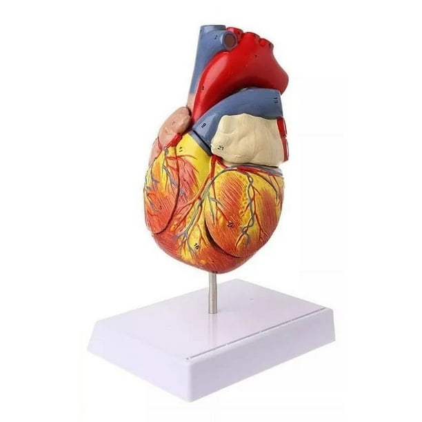 Corazón Modelo Anatómico | Lider