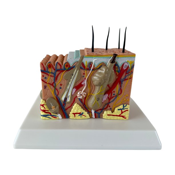 1pc 35X Enlarge Human Skin Model Block Enlarged Plastic Anatomical ...