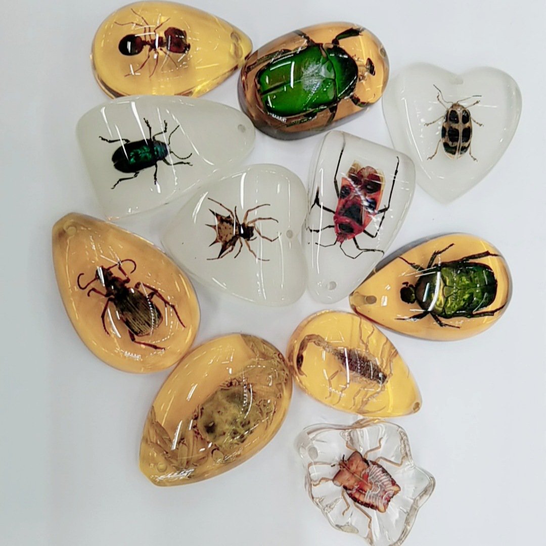 Explore the Fascinating World of Insects with These Educational Amber ...