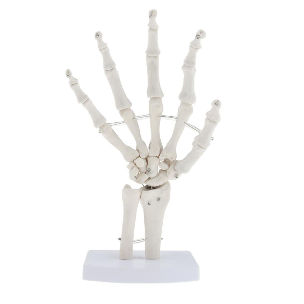 Modelo Anatómico de Mano Humana, Tamaño Natural | Lider