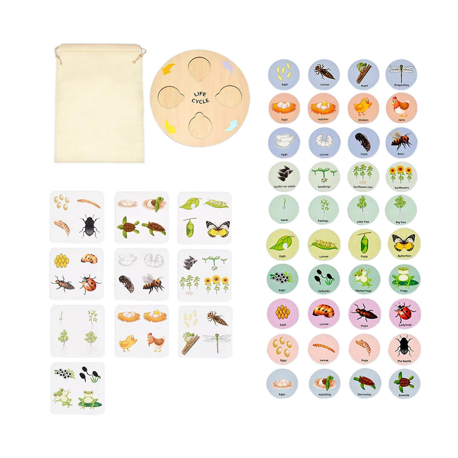 Life Cycle Tray Flash Cards Montessori Life Cycle Tray Para Niños ...