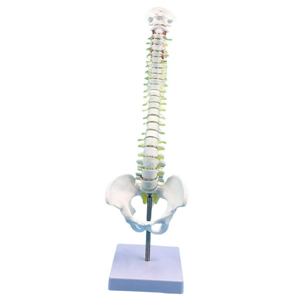 Modelo De Columna Vertebral Humana, Esqueleto, Columna Vertebral ...