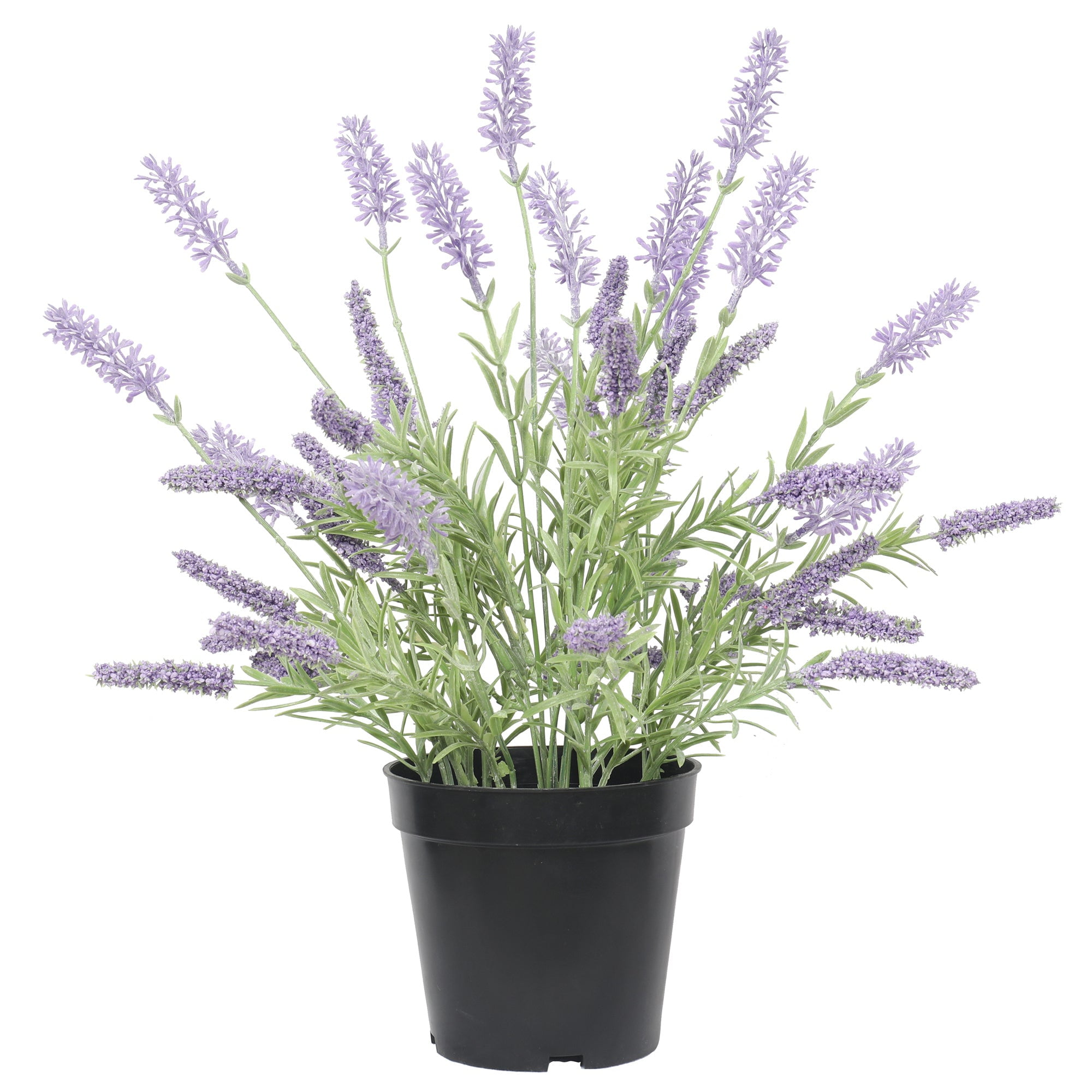 Lavanda lila de 35 cm en macetero | Lider