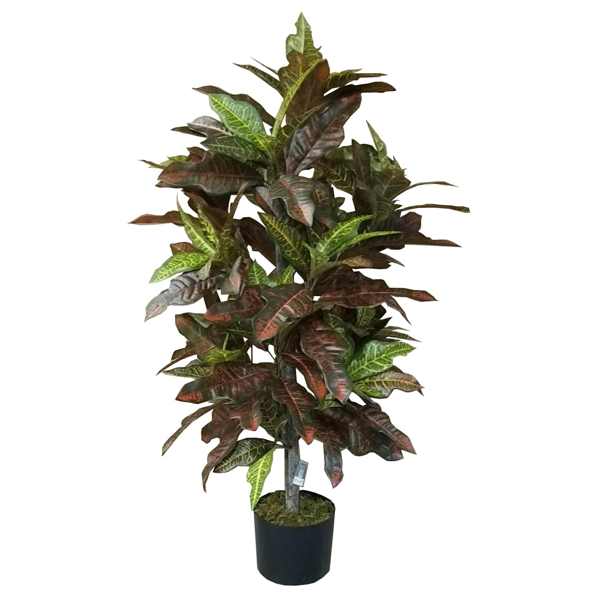 Planta Decorativa Crotón Variegado 100 Cms. | Lider
