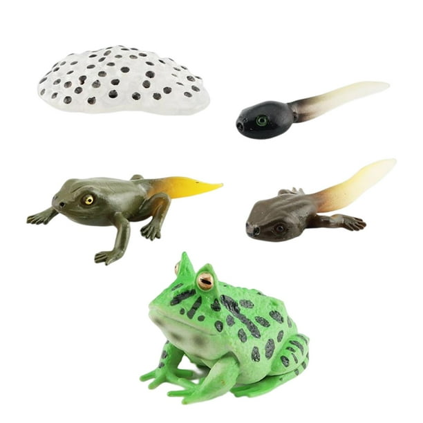 Montessori Frogs Life Cycle Model Animals Juego Cognitivo Para Niños ...