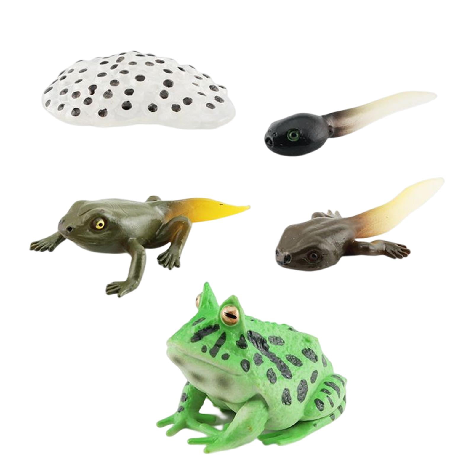Montessori Frogs Life Cycle Model Animals Juego Cognitivo Para Niños ...